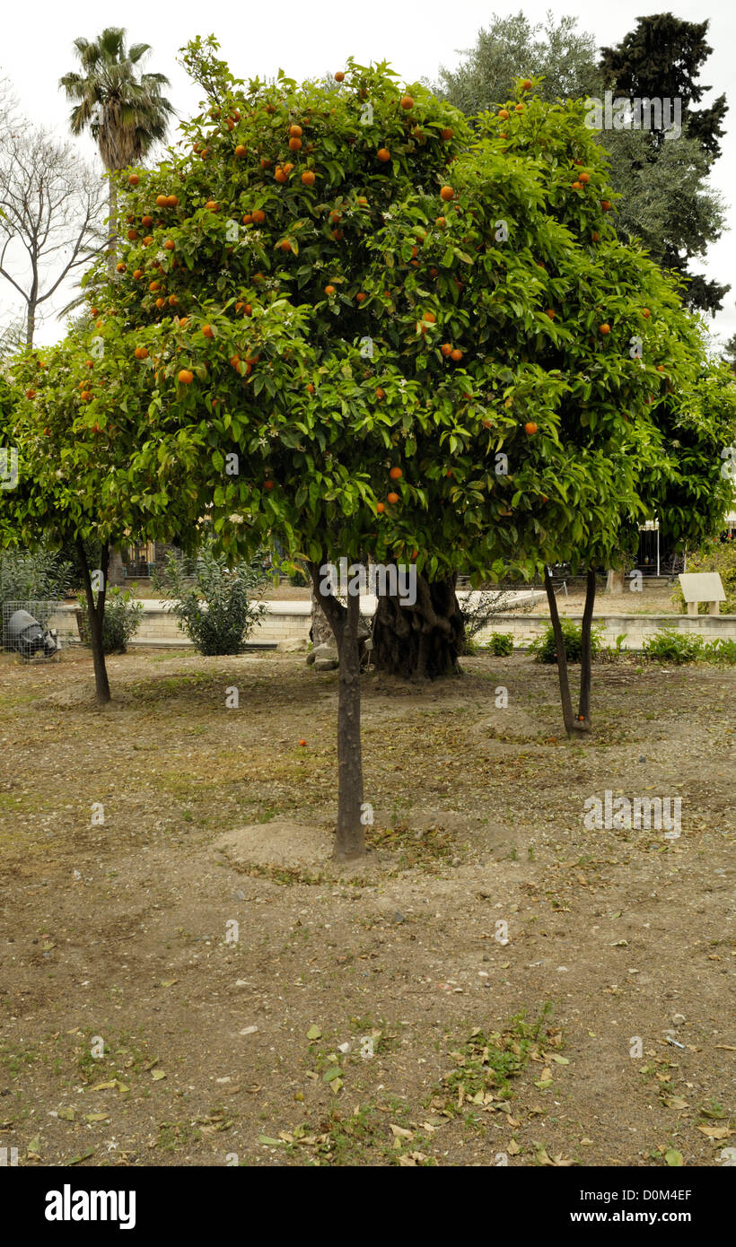 Orange tree, Lemesos Stock Photo - Alamy