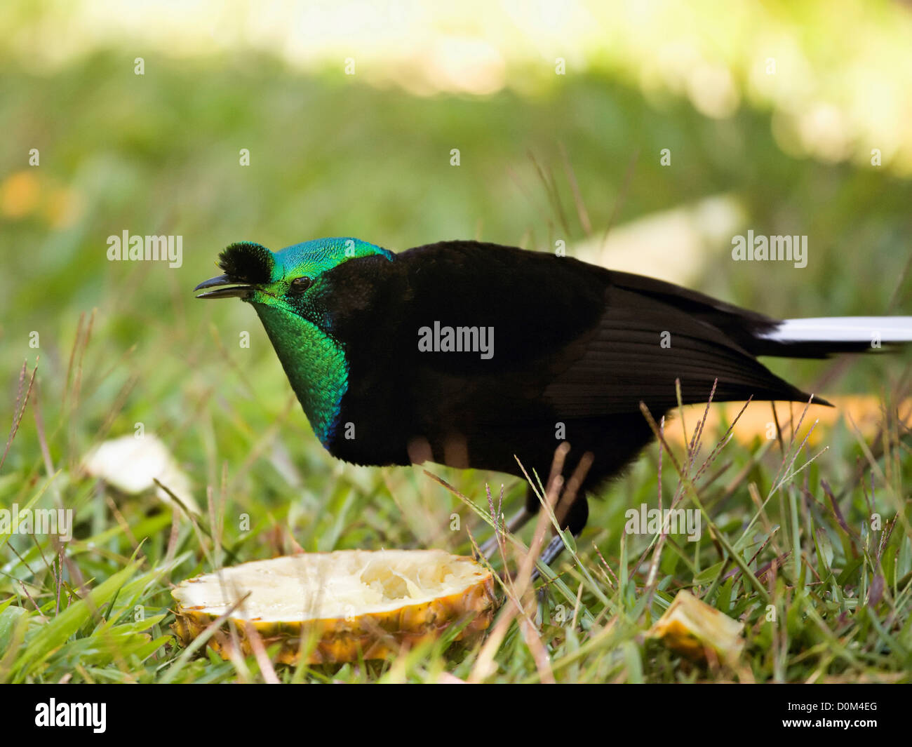 Ribbon tailed astrapia hi-res stock photography and images - Alamy
