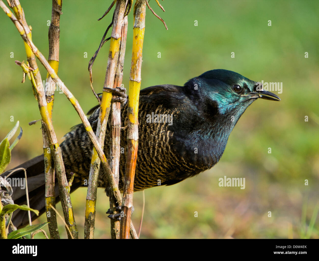 Stephanie's astrapia bird of paradise hi-res stock photography and ...