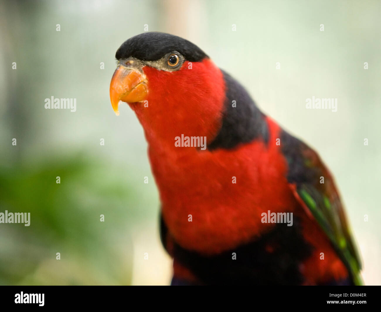 One red lory hi-res stock photography and images - Alamy