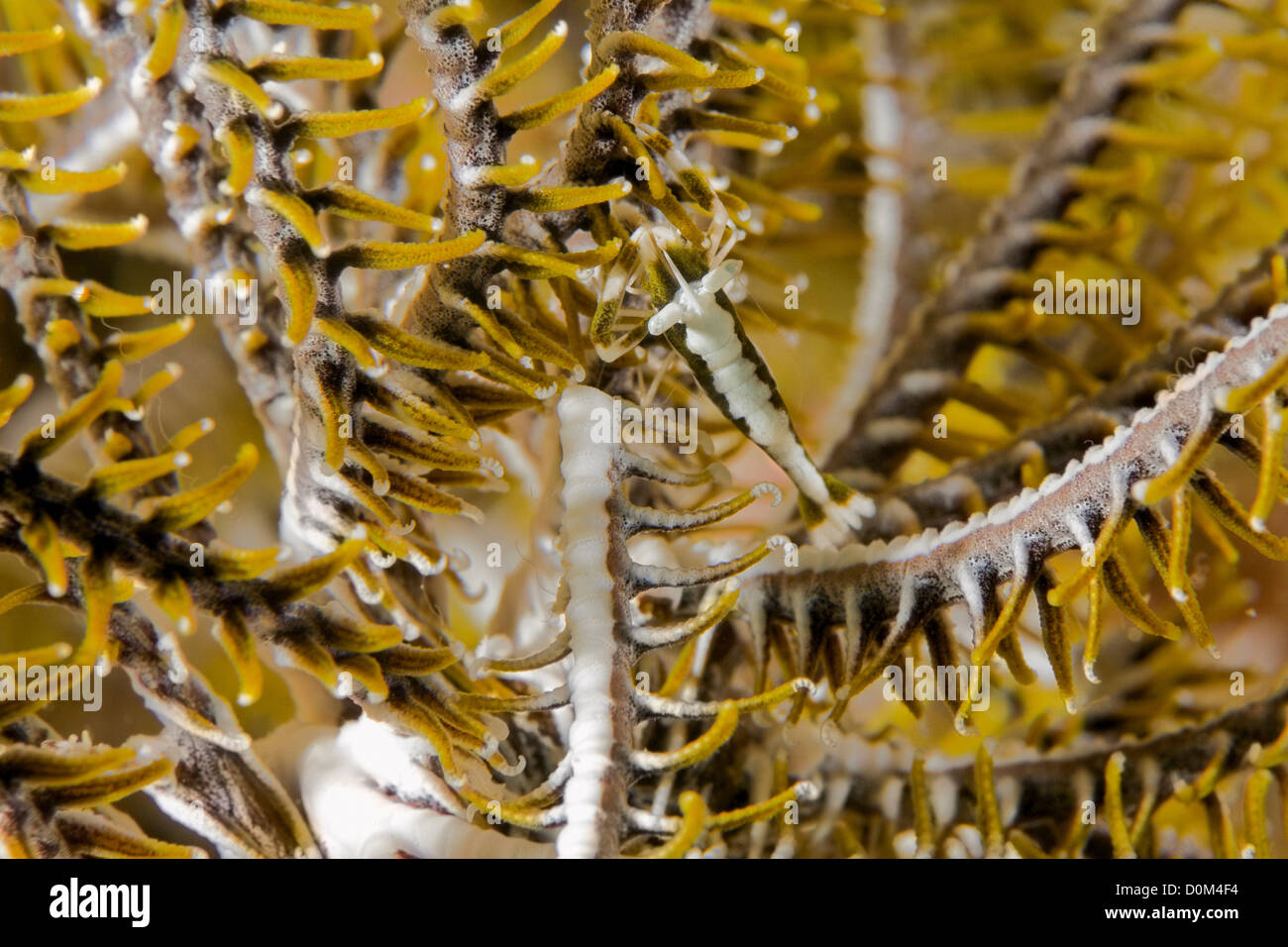 Crinoid Shrimp on Crinoid Stock Photo - Alamy