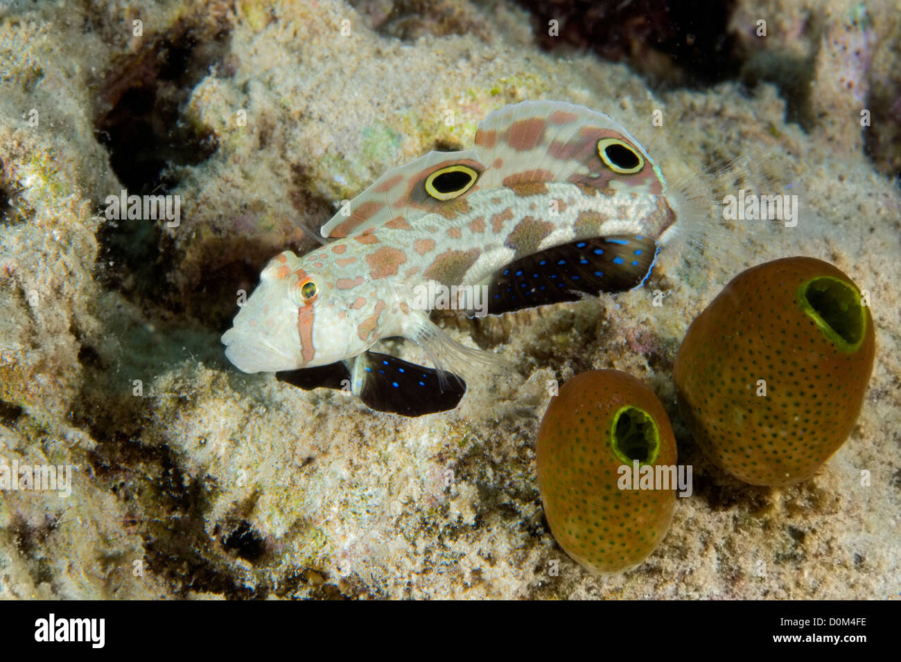 Twinspot goby hi-res stock photography and images - Alamy