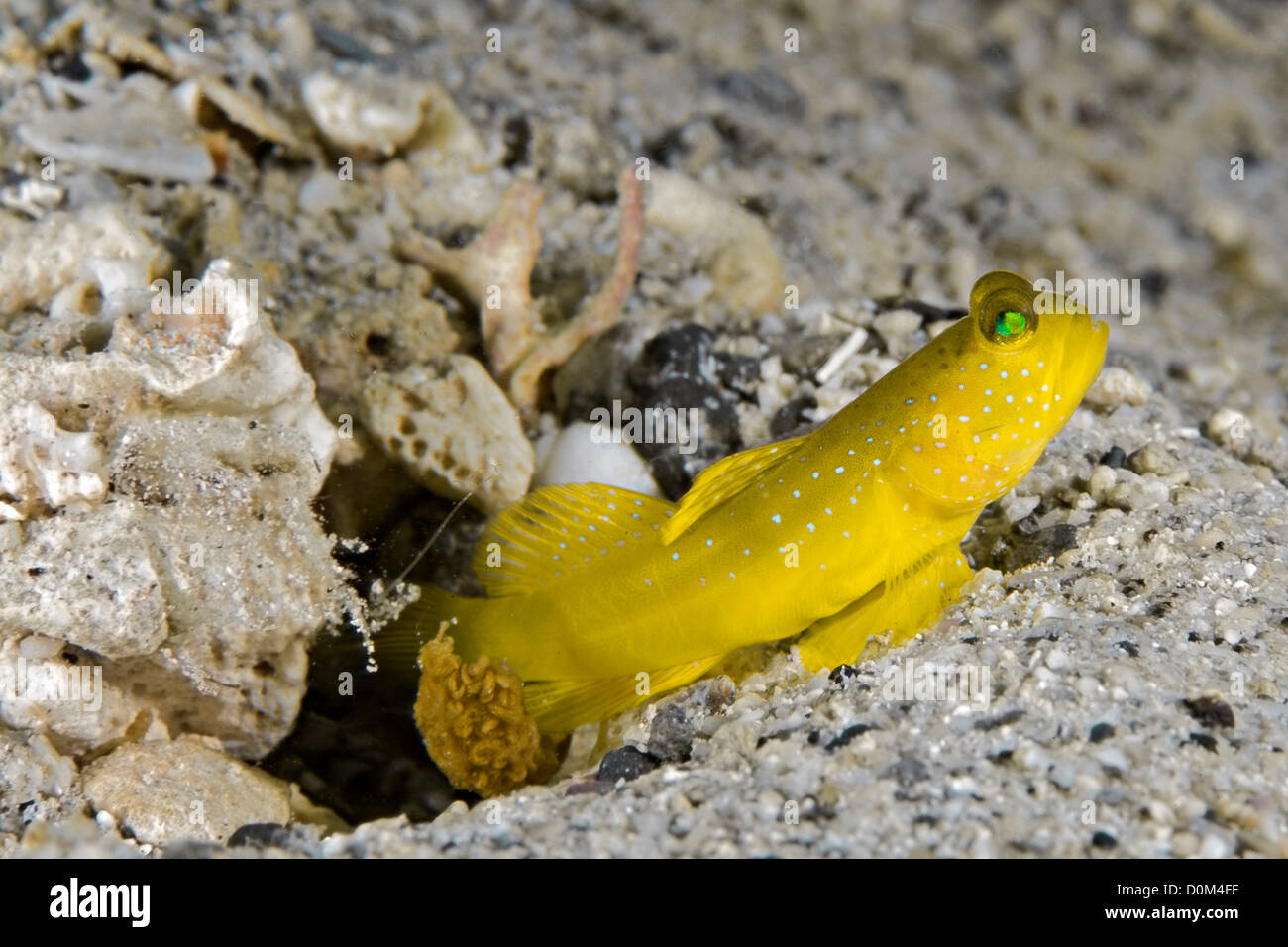 Yellow Shrimp Goby Stock Photo - Alamy