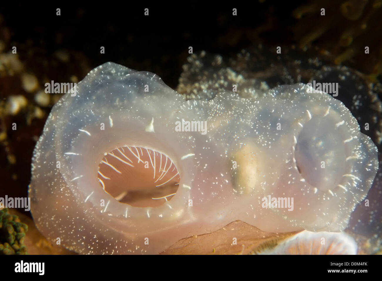 Translucent sea squirt hi-res stock photography and images - Alamy