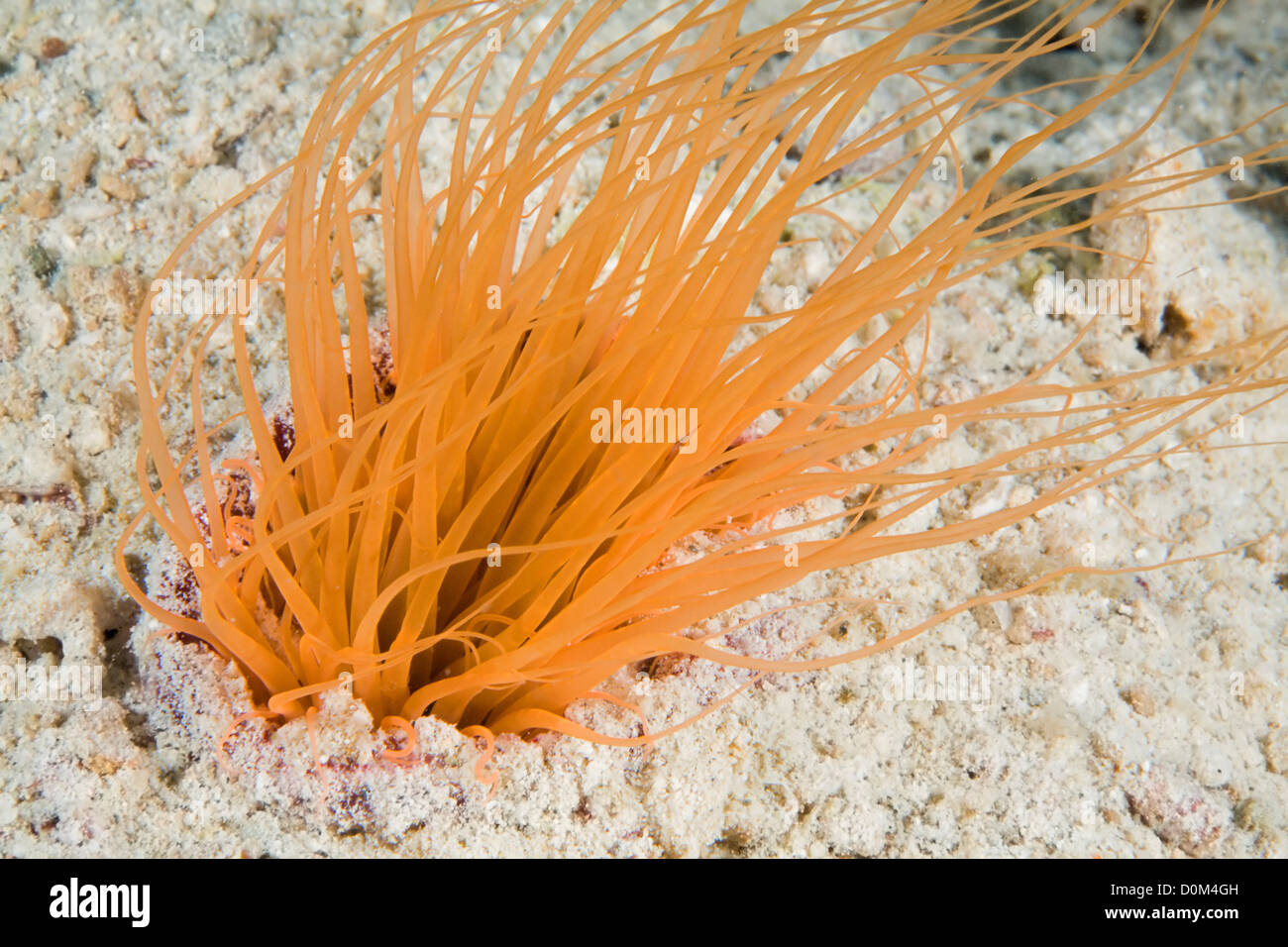 Fluorescing Tube Anemone Stock Photo - Alamy