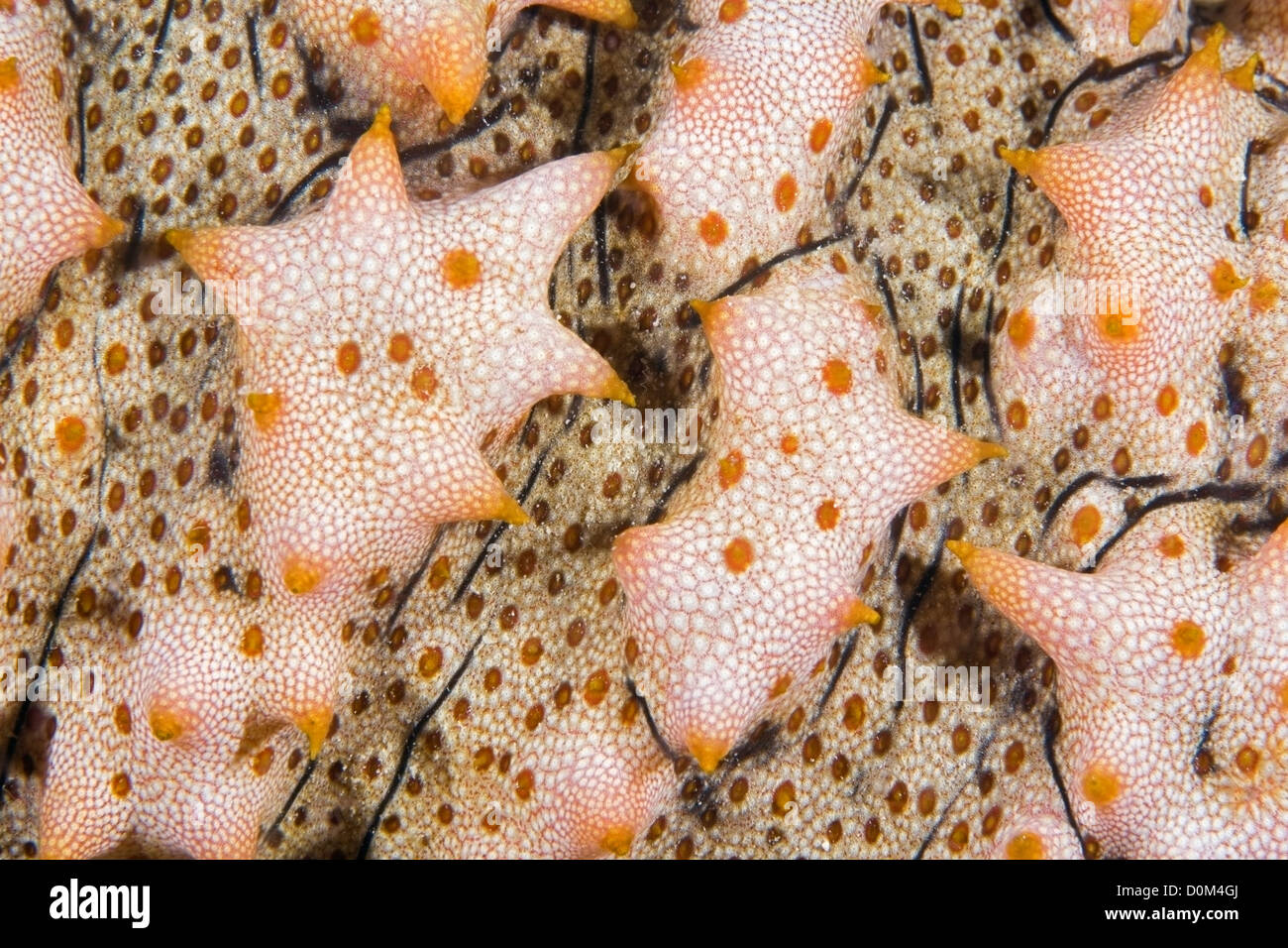 Sea Cucumber Detail Stock Photo - Alamy