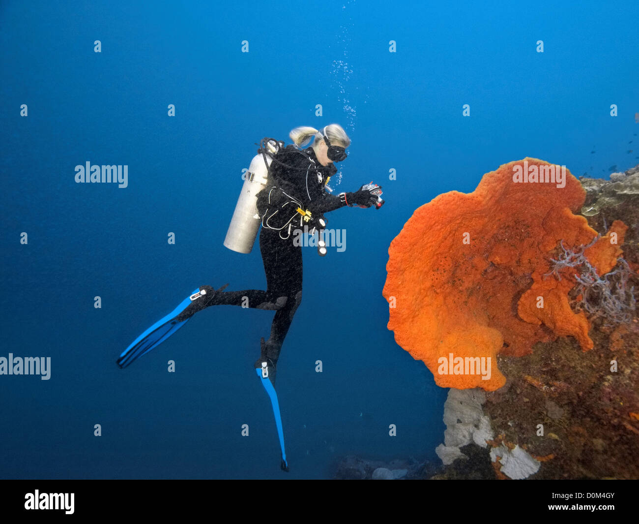 Diver and Sponge Stock Photo - Alamy