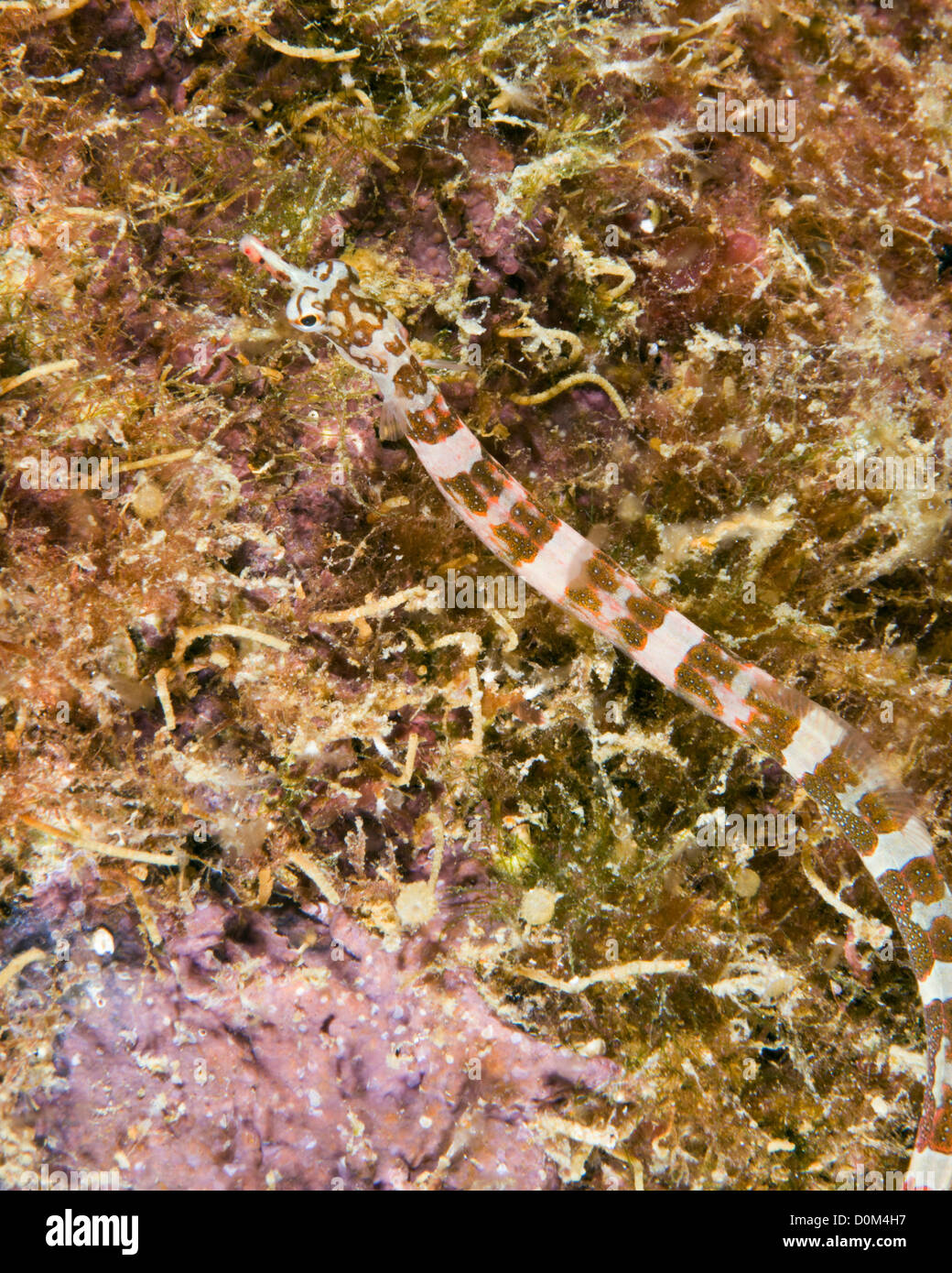 Reeftop pipefish hi-res stock photography and images - Alamy