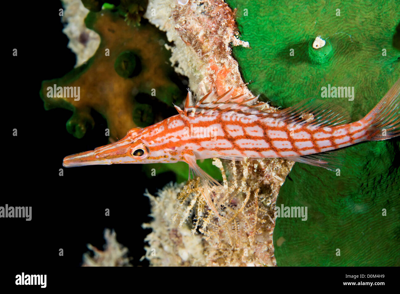 Long nosed fish hi-res stock photography and images - Alamy