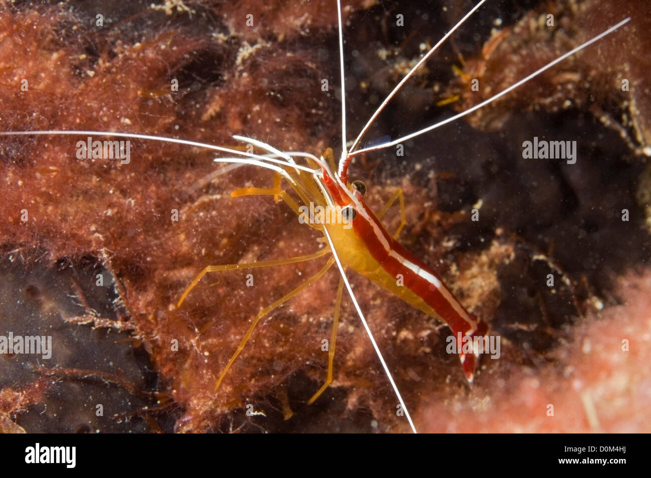 Golden Cleaner Shrimp Stock Photo - Alamy