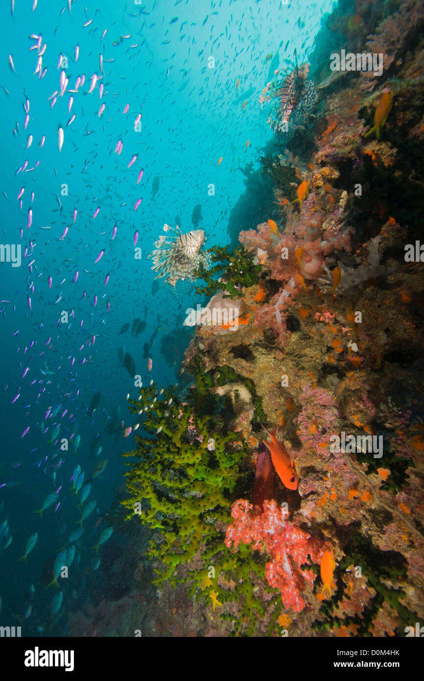 Healthy Reef System, Papua New Guinea Stock Photo - Alamy
