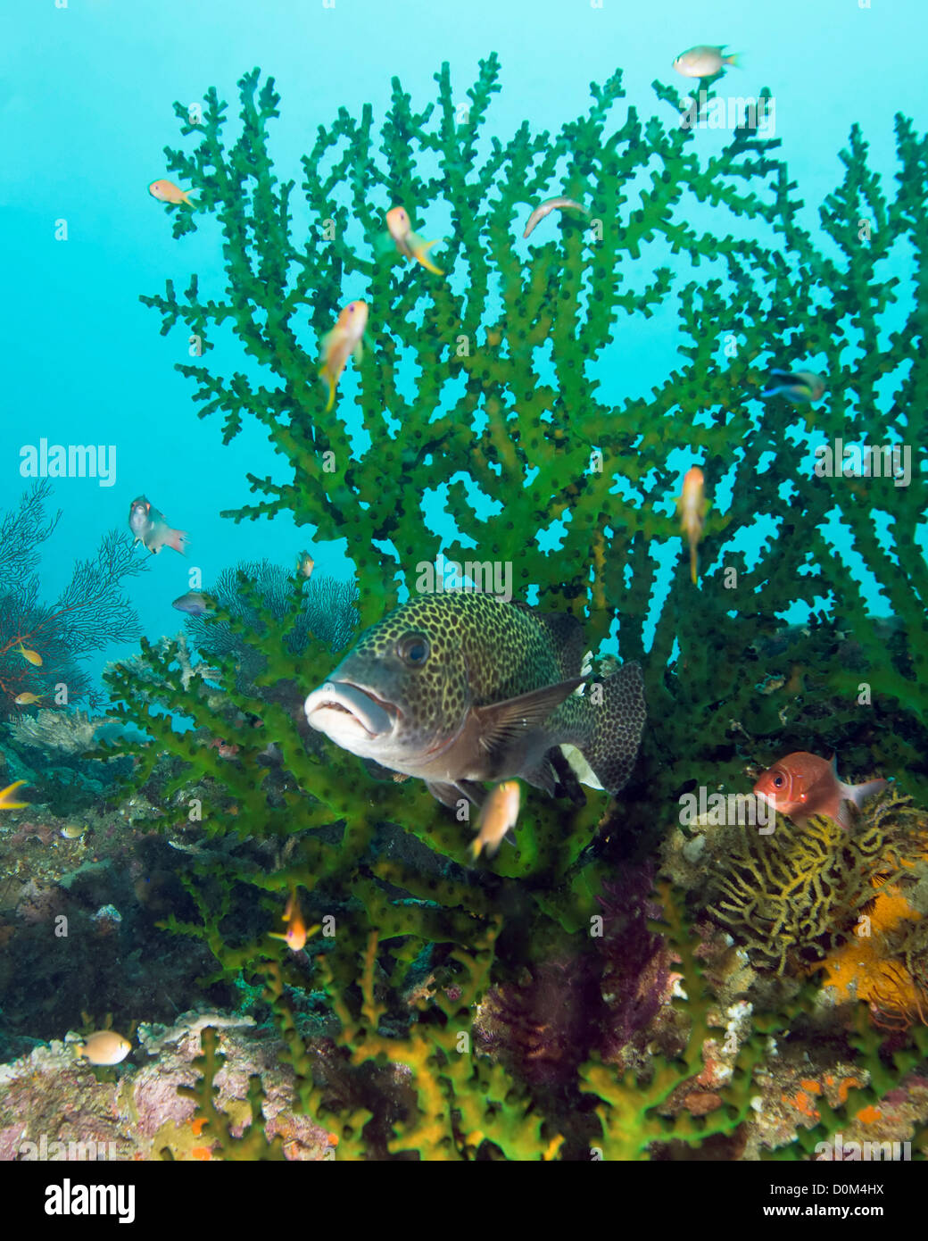 Coral bommies hi-res stock photography and images - Alamy