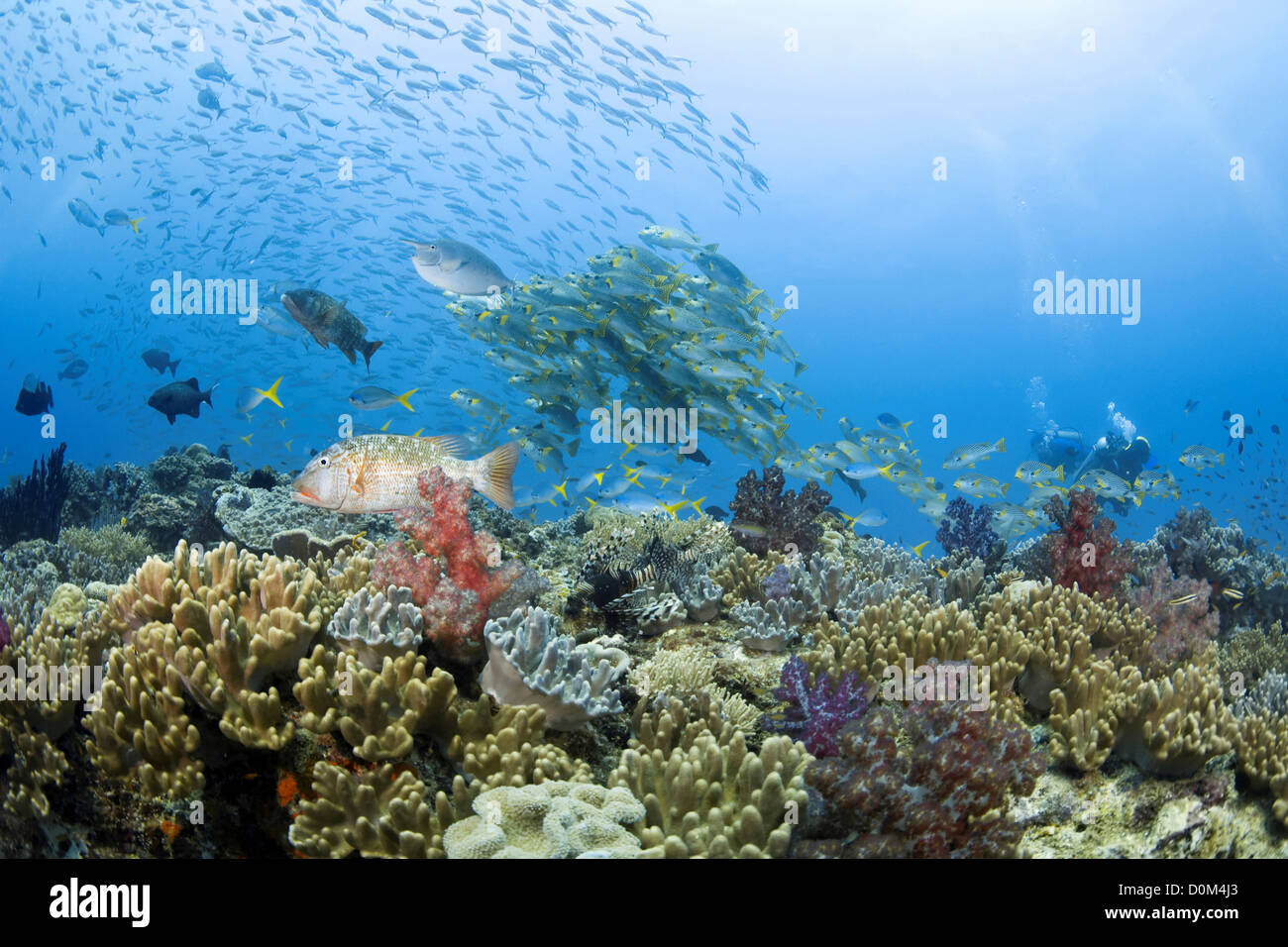 Healthy Reef System, Papua New Guinea Stock Photo - Alamy