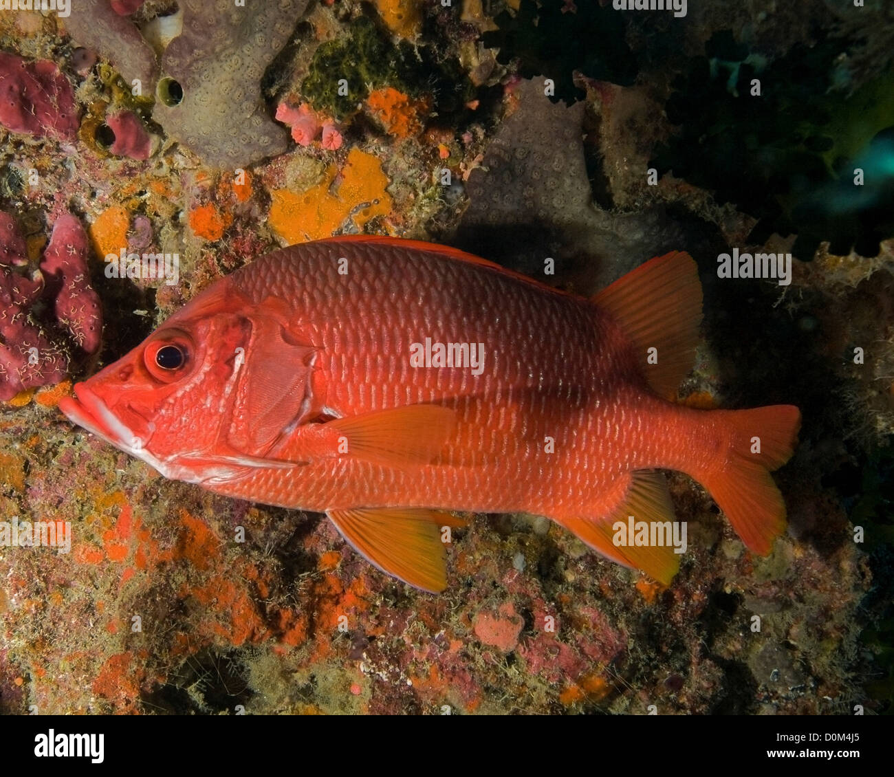 Sabre fish hi-res stock photography and images - Alamy