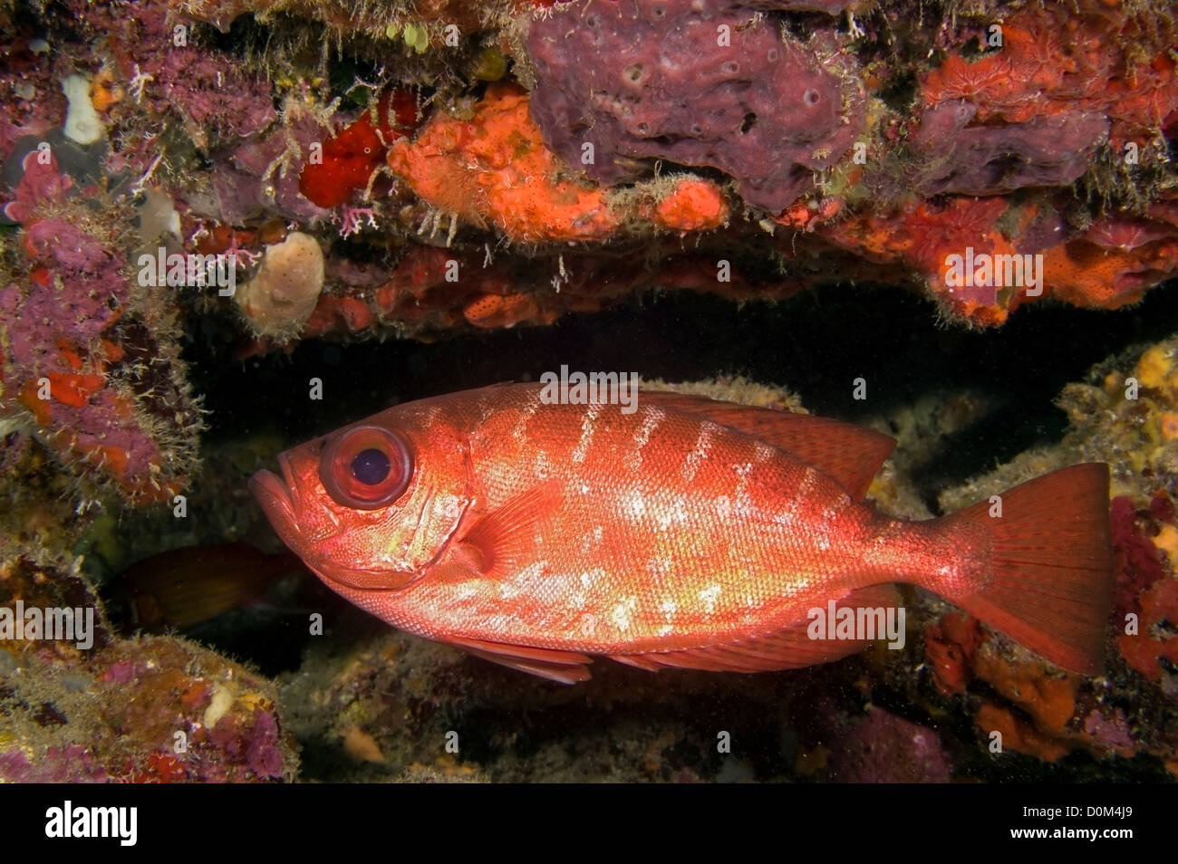 Glasseye fish hi-res stock photography and images - Alamy