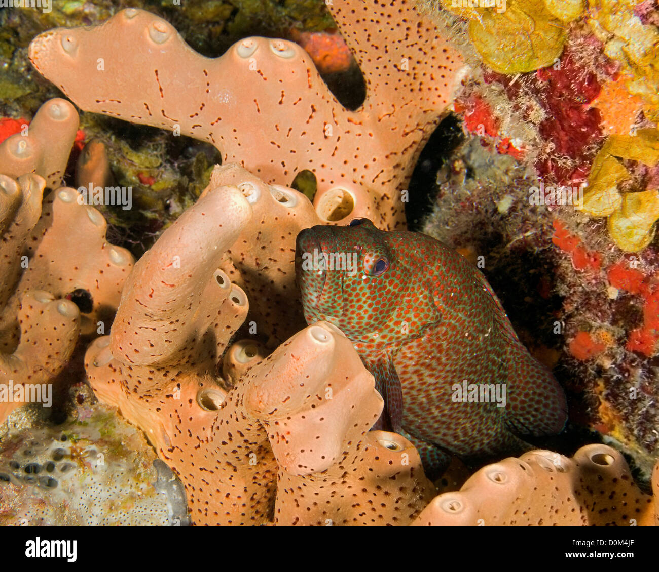 Rock hind hi-res stock photography and images - Alamy