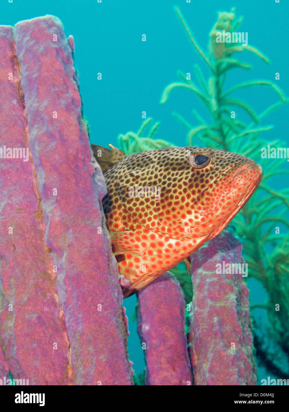Red hind epinephelus guttatus caribbean hi-res stock photography and ...