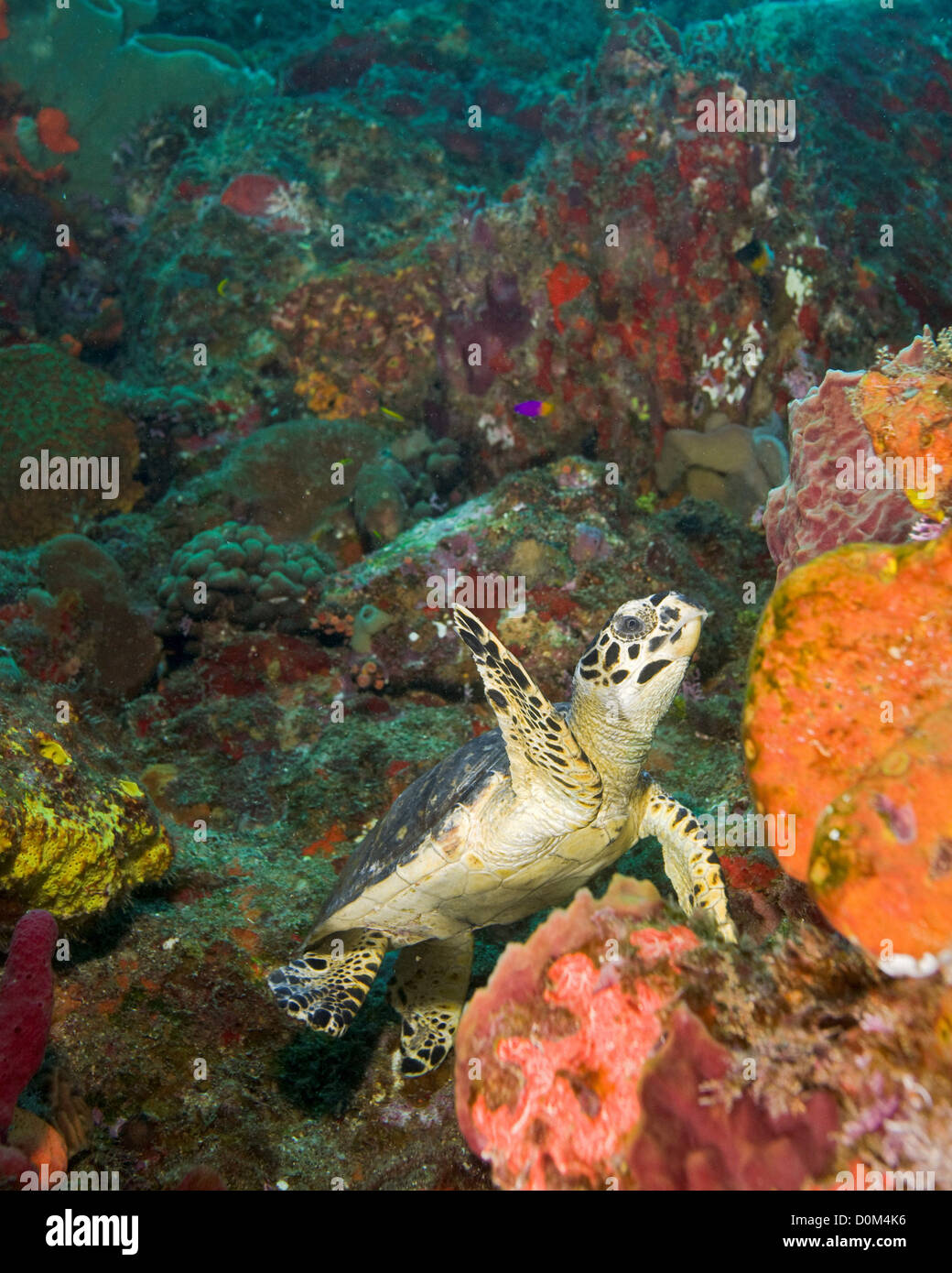 Saba national marine park hi-res stock photography and images - Alamy