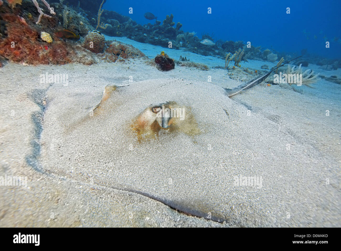 Stingray hiding sand hi-res stock photography and images - Alamy