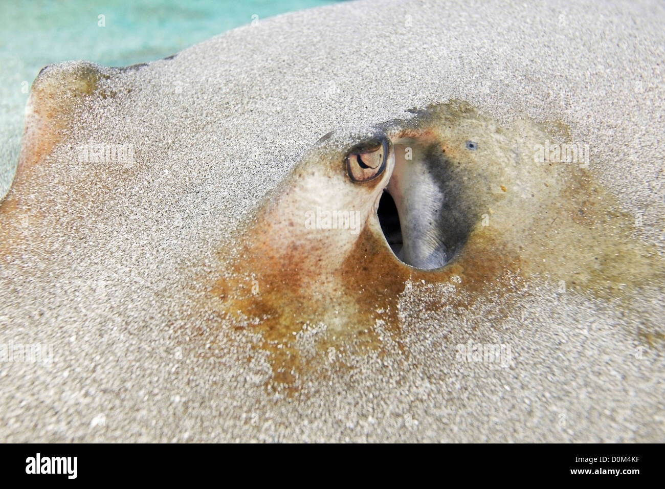 Stingray hiding sand High Resolution Stock Photography and Images - Alamy