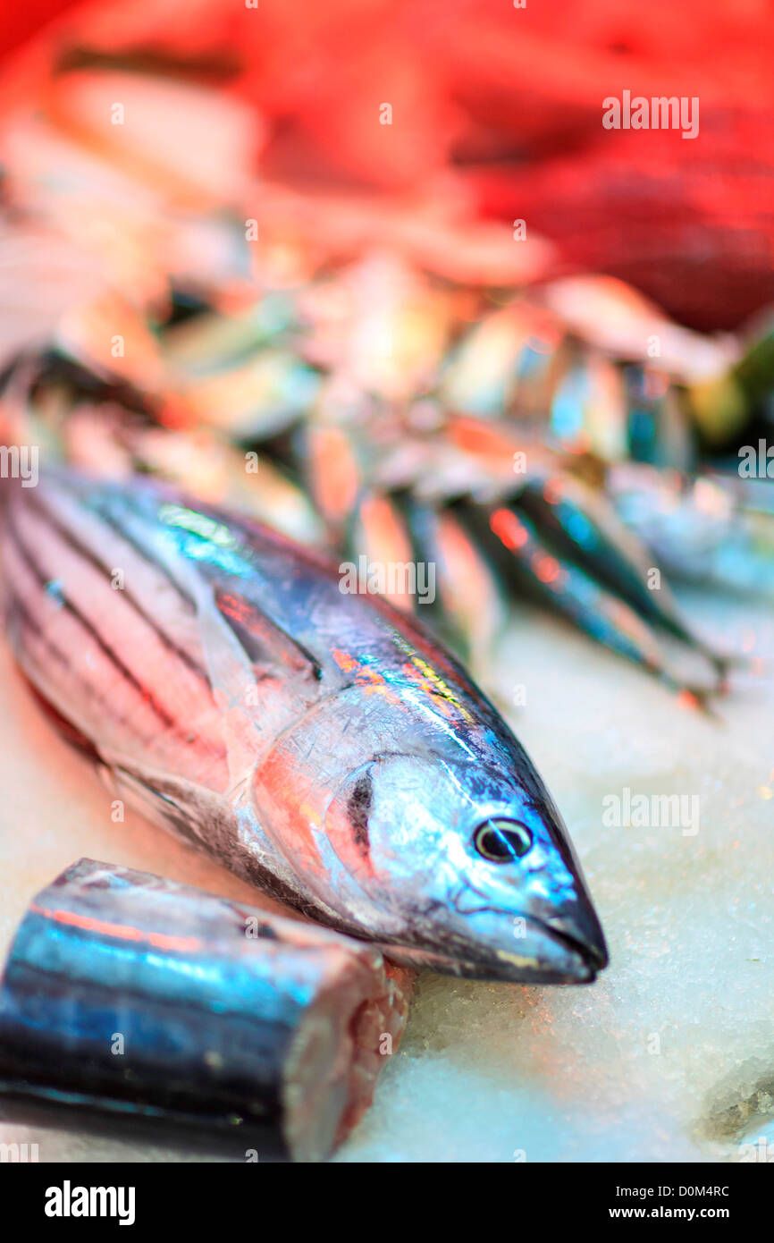 Tuna, Papeete Public Market, Tahiti Nui, Society Islands, French ...