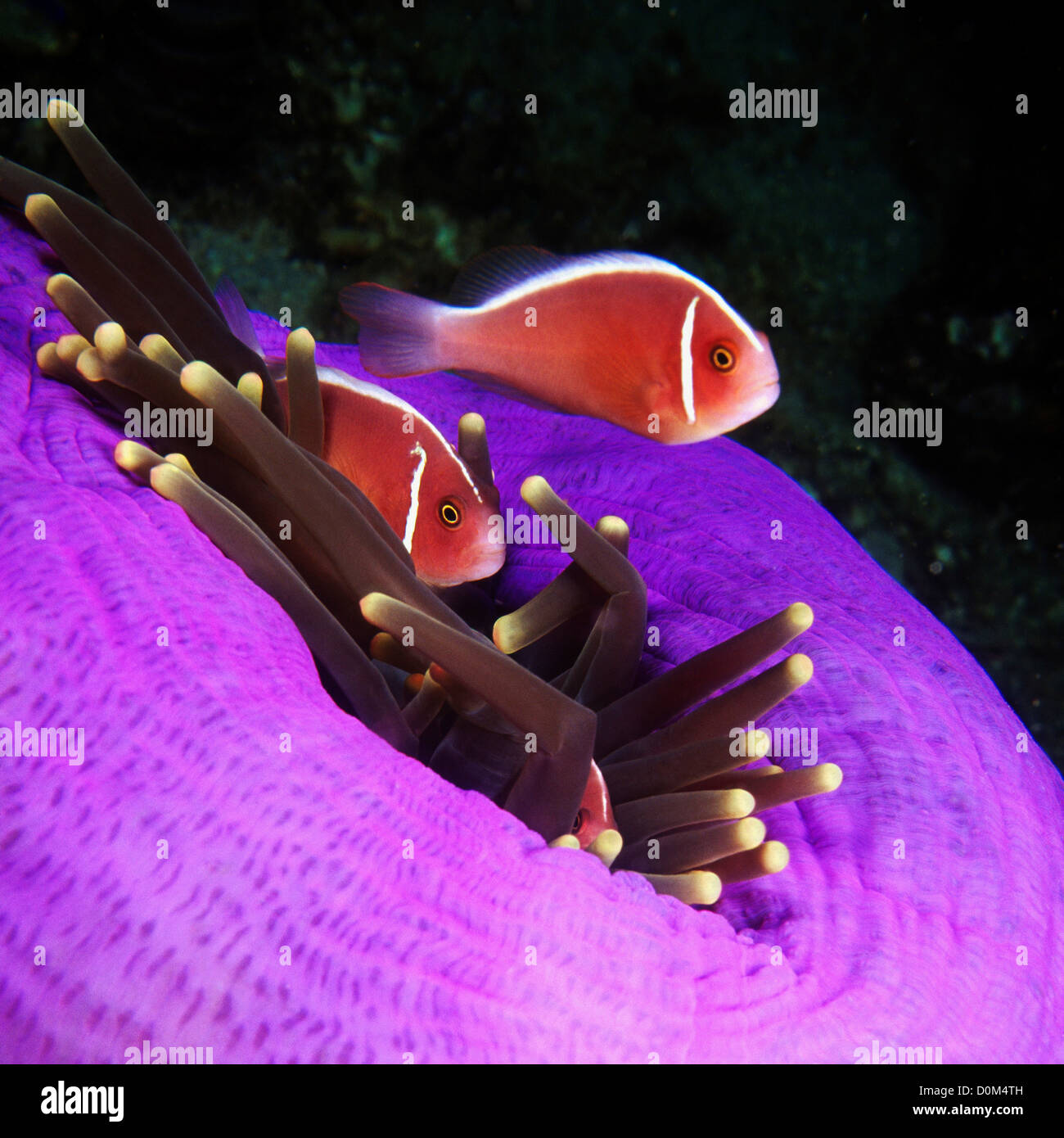 Anemonefish in Sea Anemone Stock Photo - Alamy