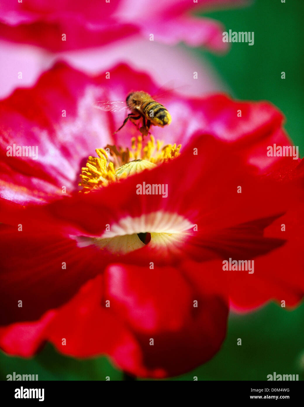 Honey Bee Pollinating a Poppy Stock Photo - Alamy