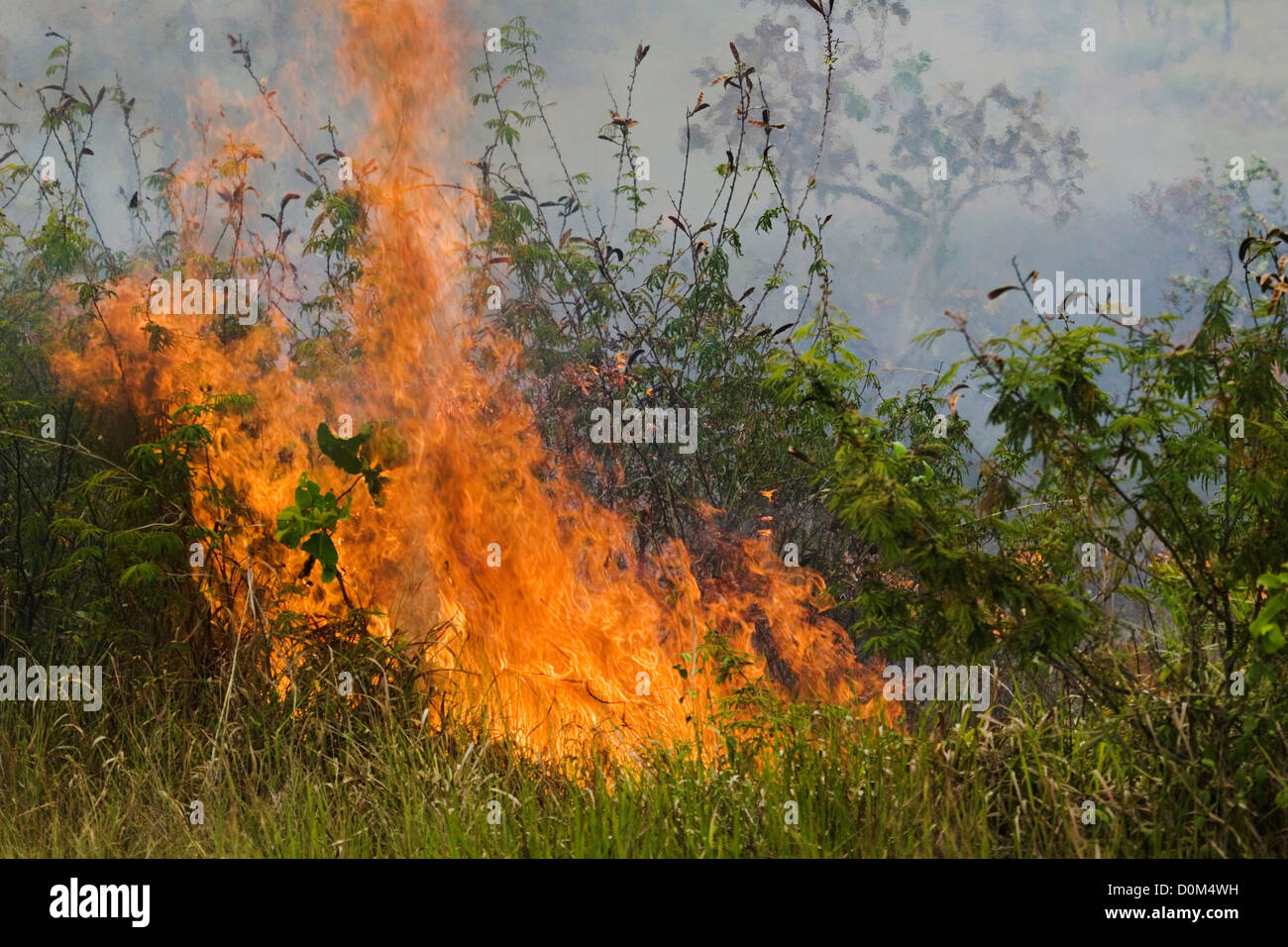 Man-Made Wildfire in Belize Stock Photo - Alamy