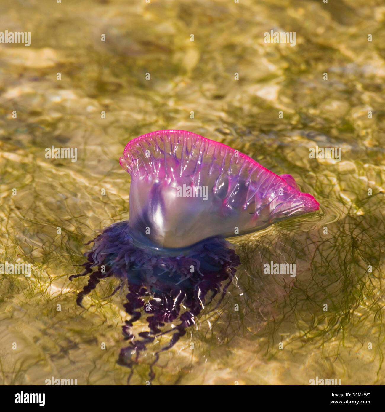 Polyp jellyfish hi-res stock photography and images - Alamy