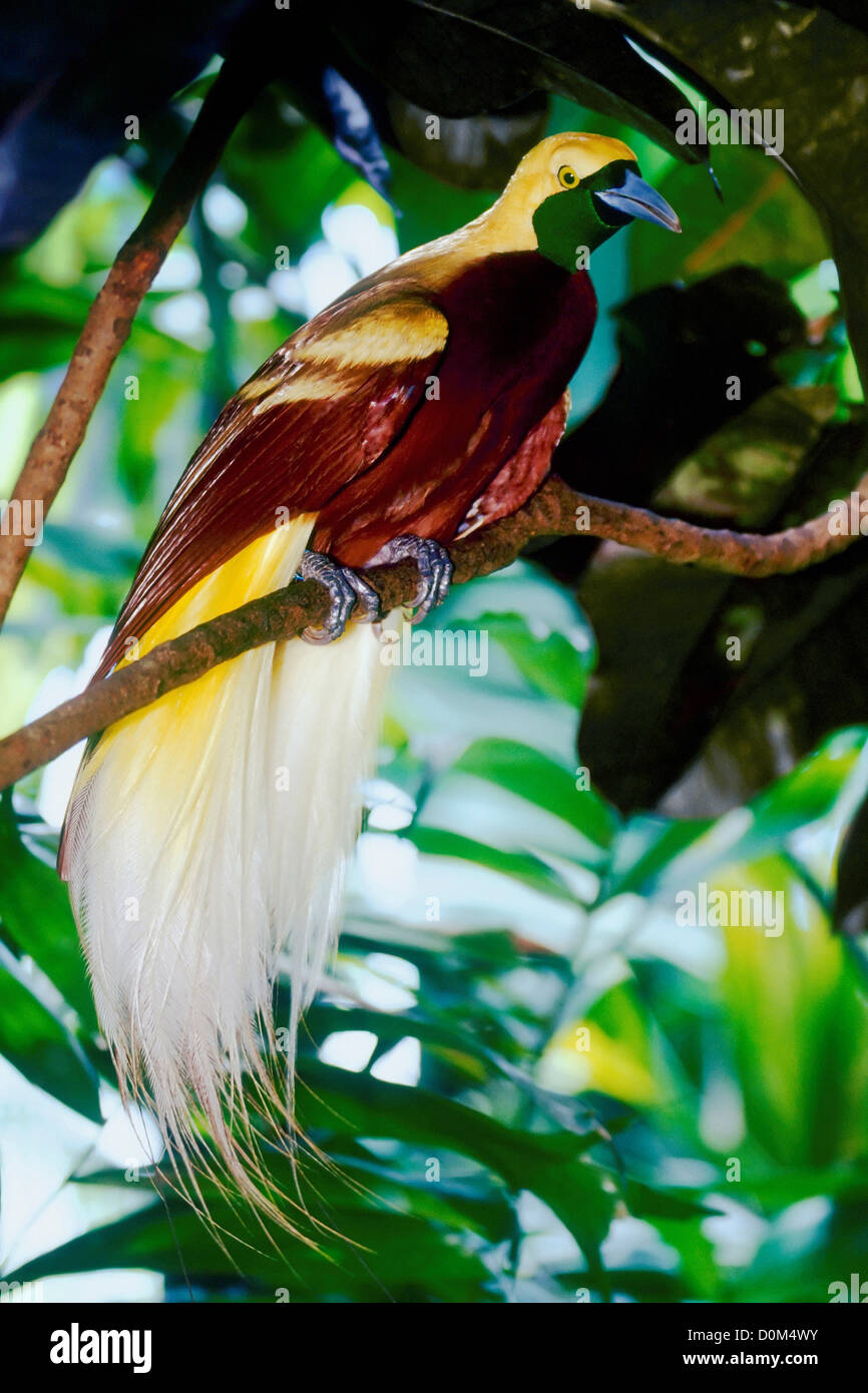 Majestic Male Bird of Paradise Stock Photo - Alamy