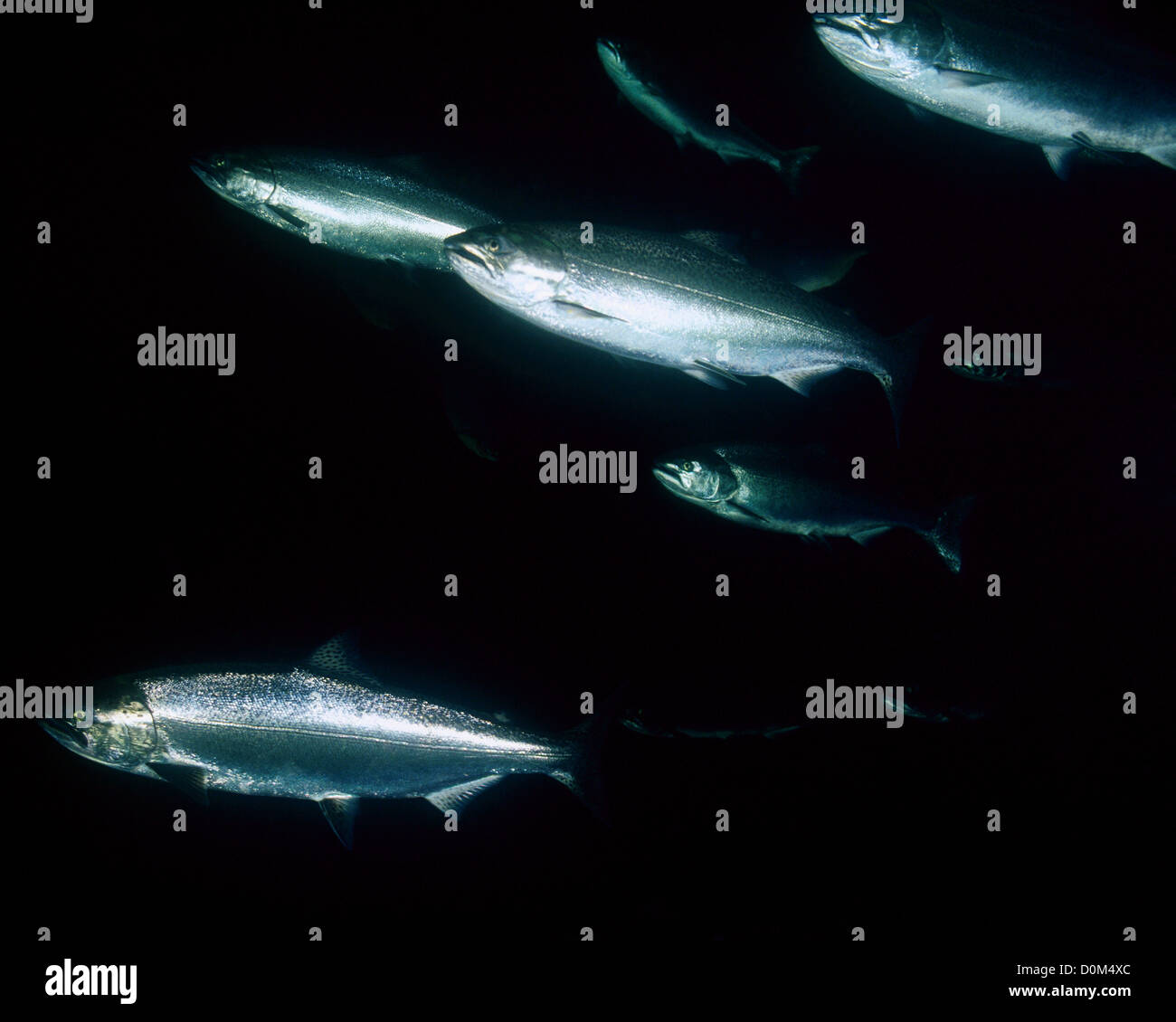 Young Adult Coho Salmon Stock Photo - Alamy