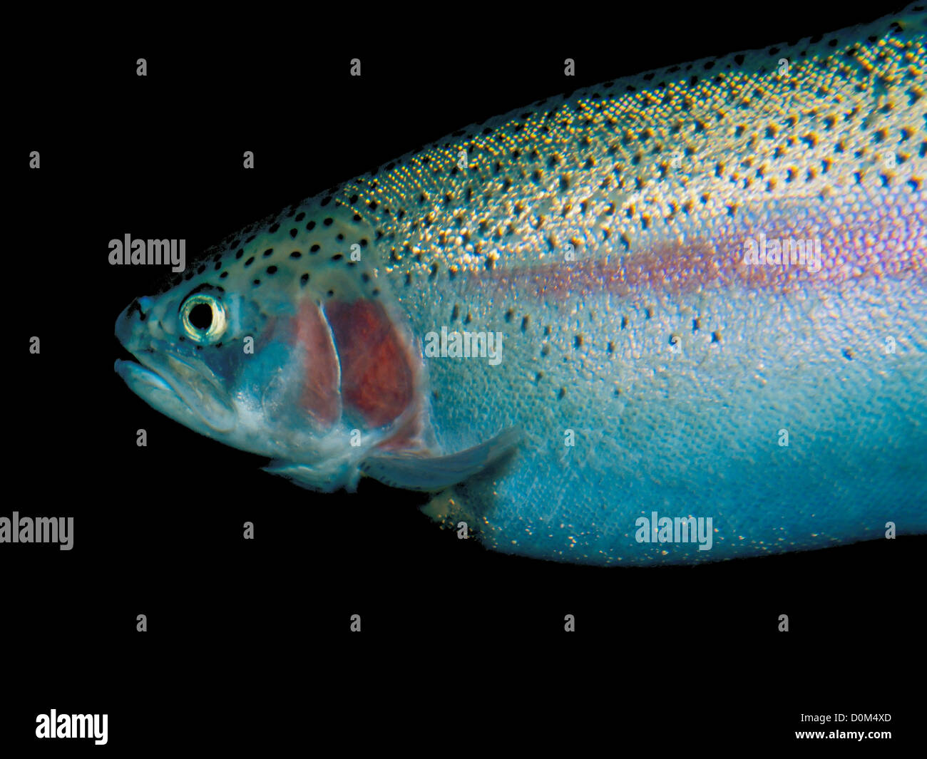 Young coho salmon hi-res stock photography and images - Alamy