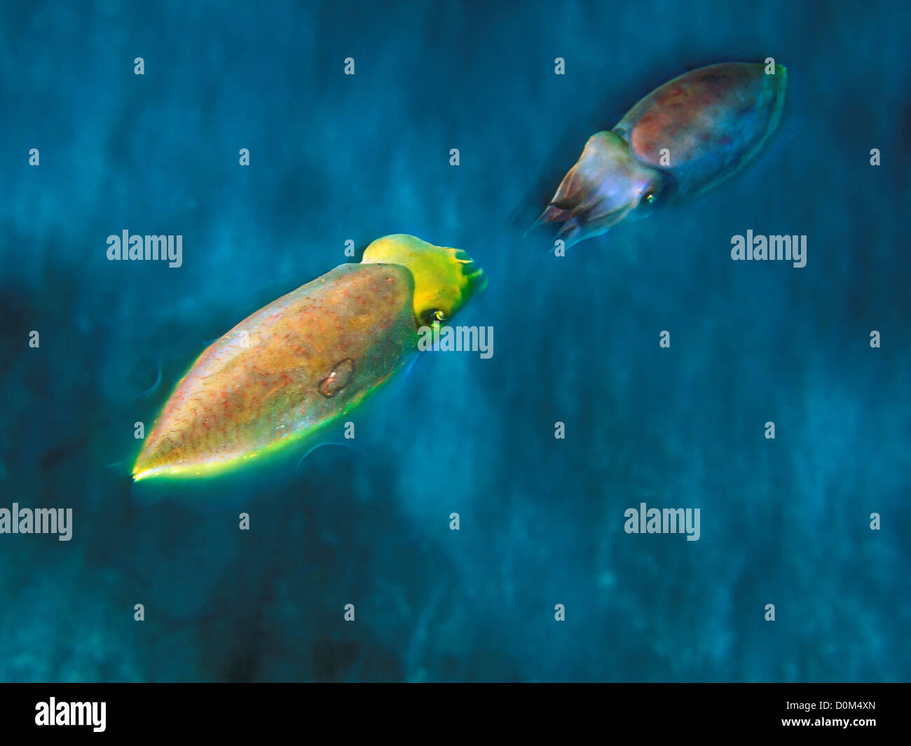 Squid mating color hi-res stock photography and images - Alamy