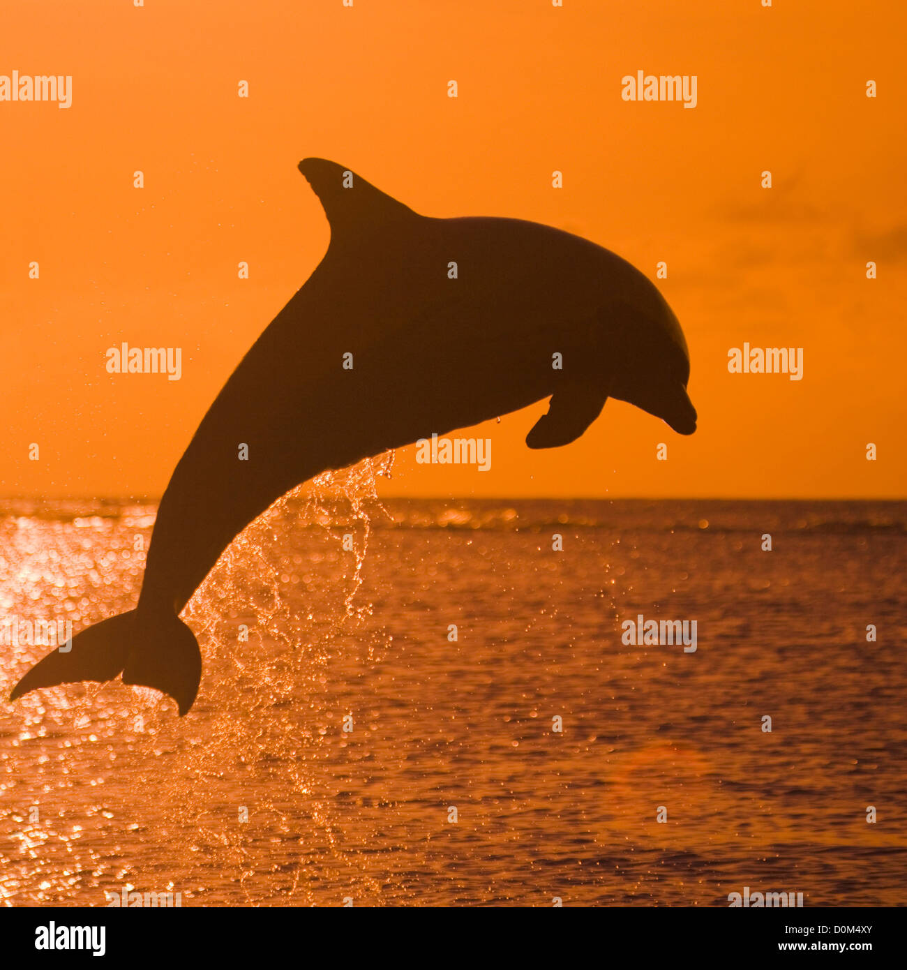Dolphin leaping sun hi-res stock photography and images - Alamy