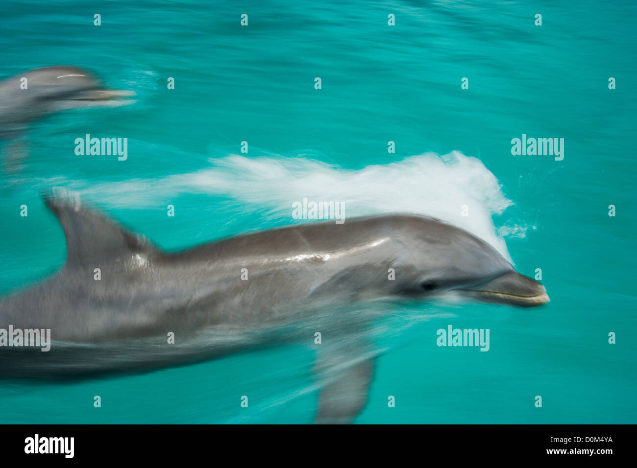 Bottlenose Dolphins Swimming Stock Photo - Alamy