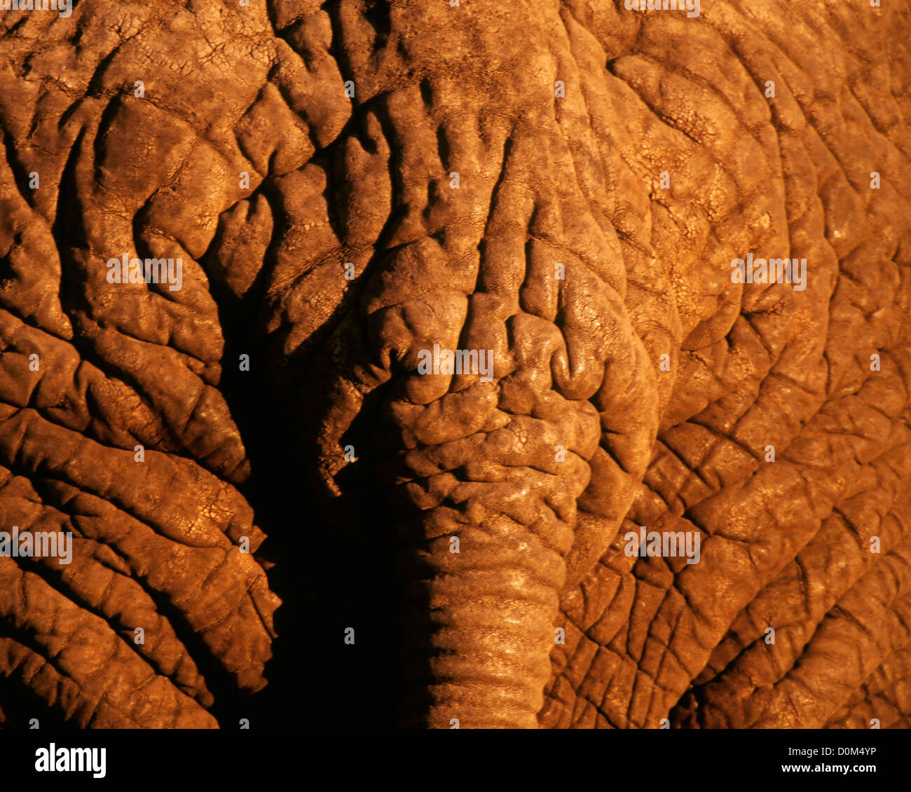 Elephant Rear View Stock Photo - Alamy