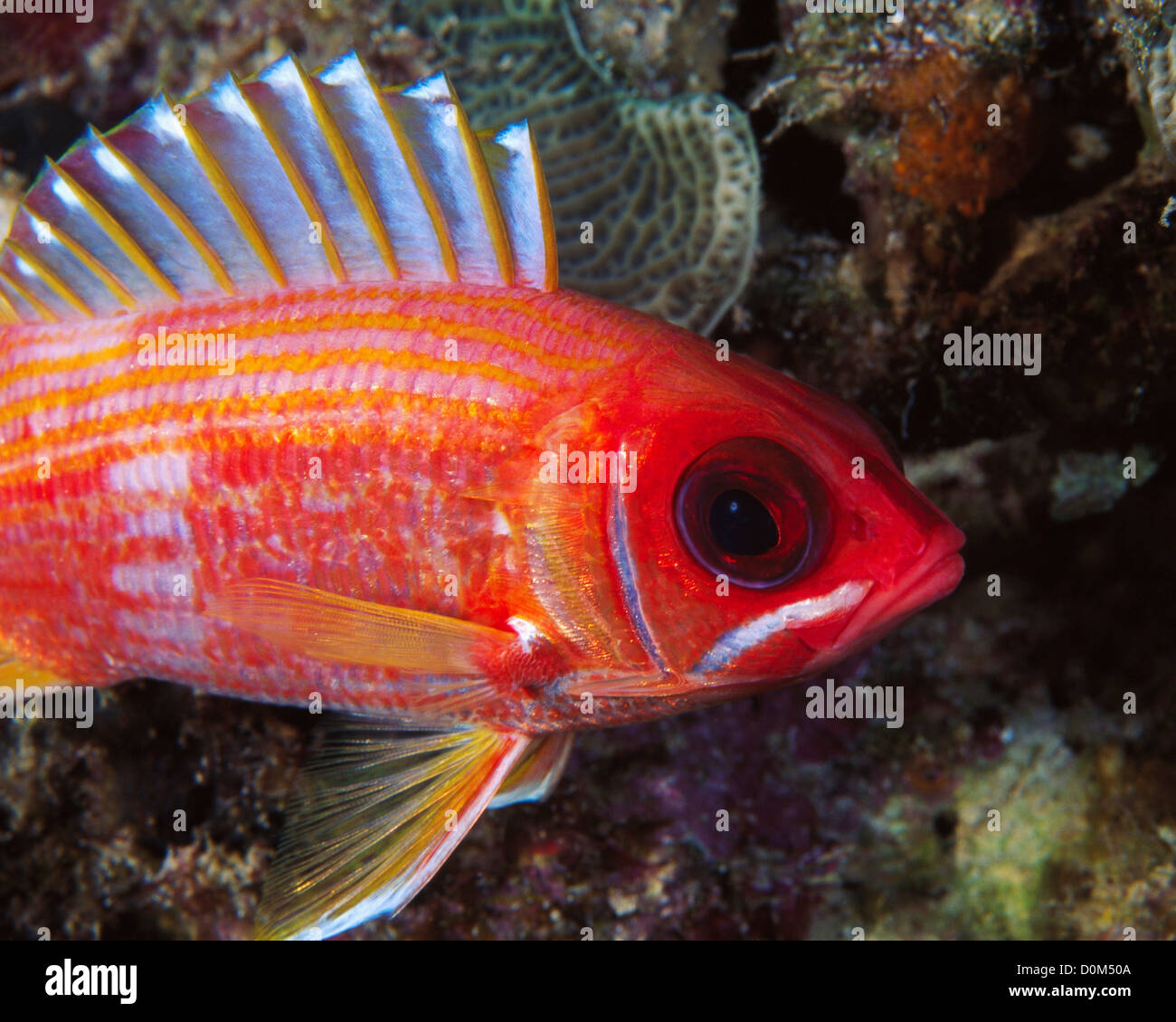 Close Up of a Longspine Squirrelfish Stock Photo - Alamy