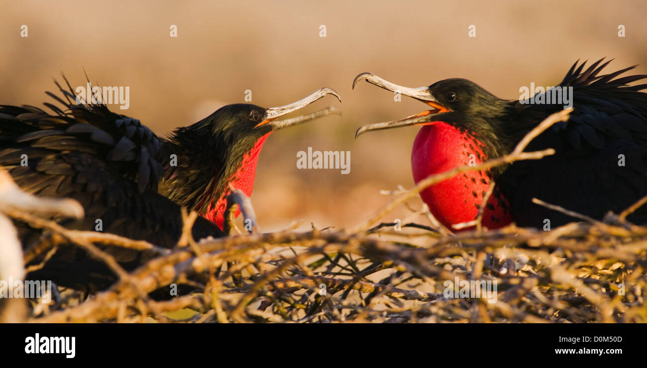 Two Male Great Frigatebirds Displaying Stock Photo - Alamy