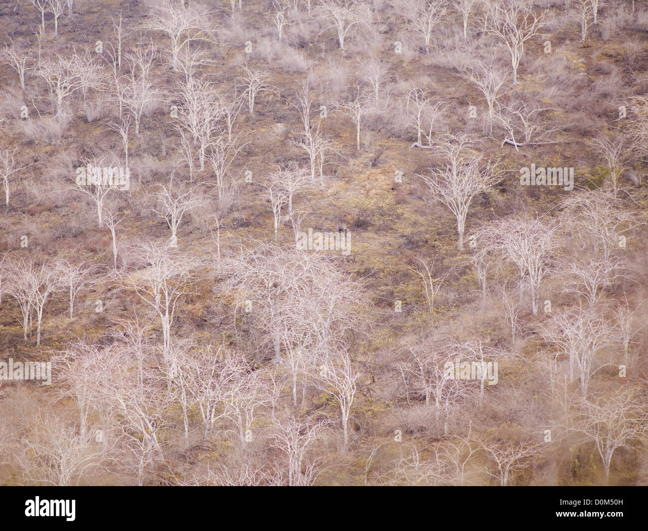 Aerial View of Leafless but Living Skeleton Trees Stock Photo - Alamy