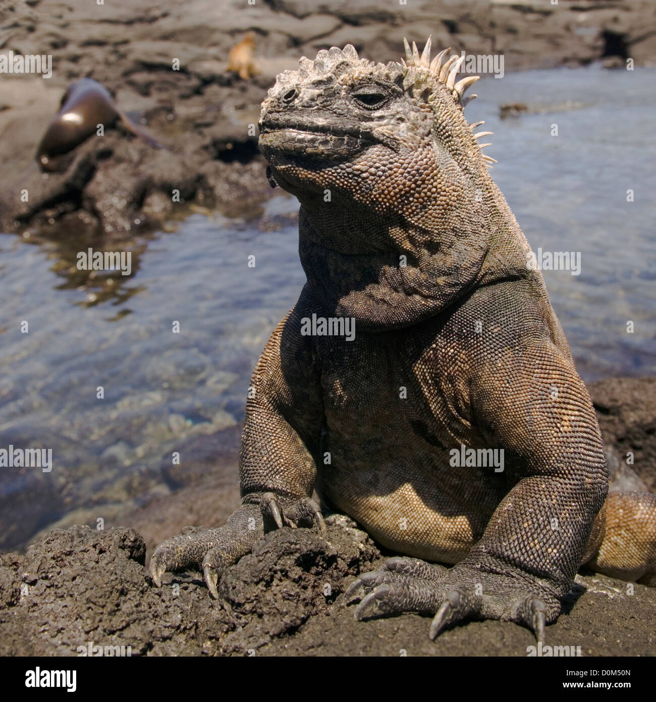Portrait of a Marine Iguana Stock Photo - Alamy
