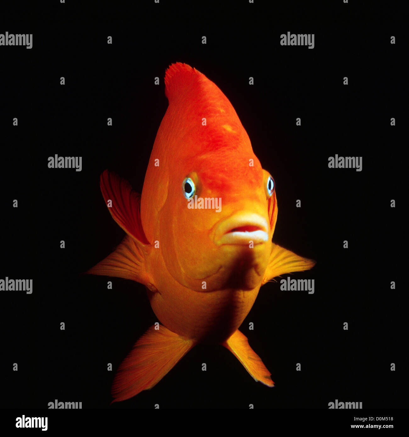 Garibaldi damselfish hi-res stock photography and images - Alamy