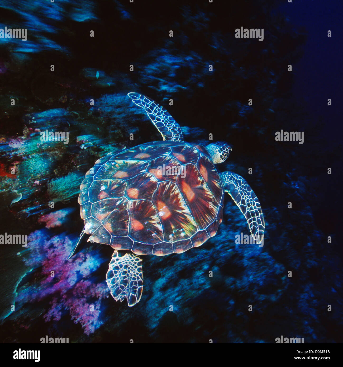 Endangered Loggerhead Sea Turtle Underwater Stock Photo - Alamy