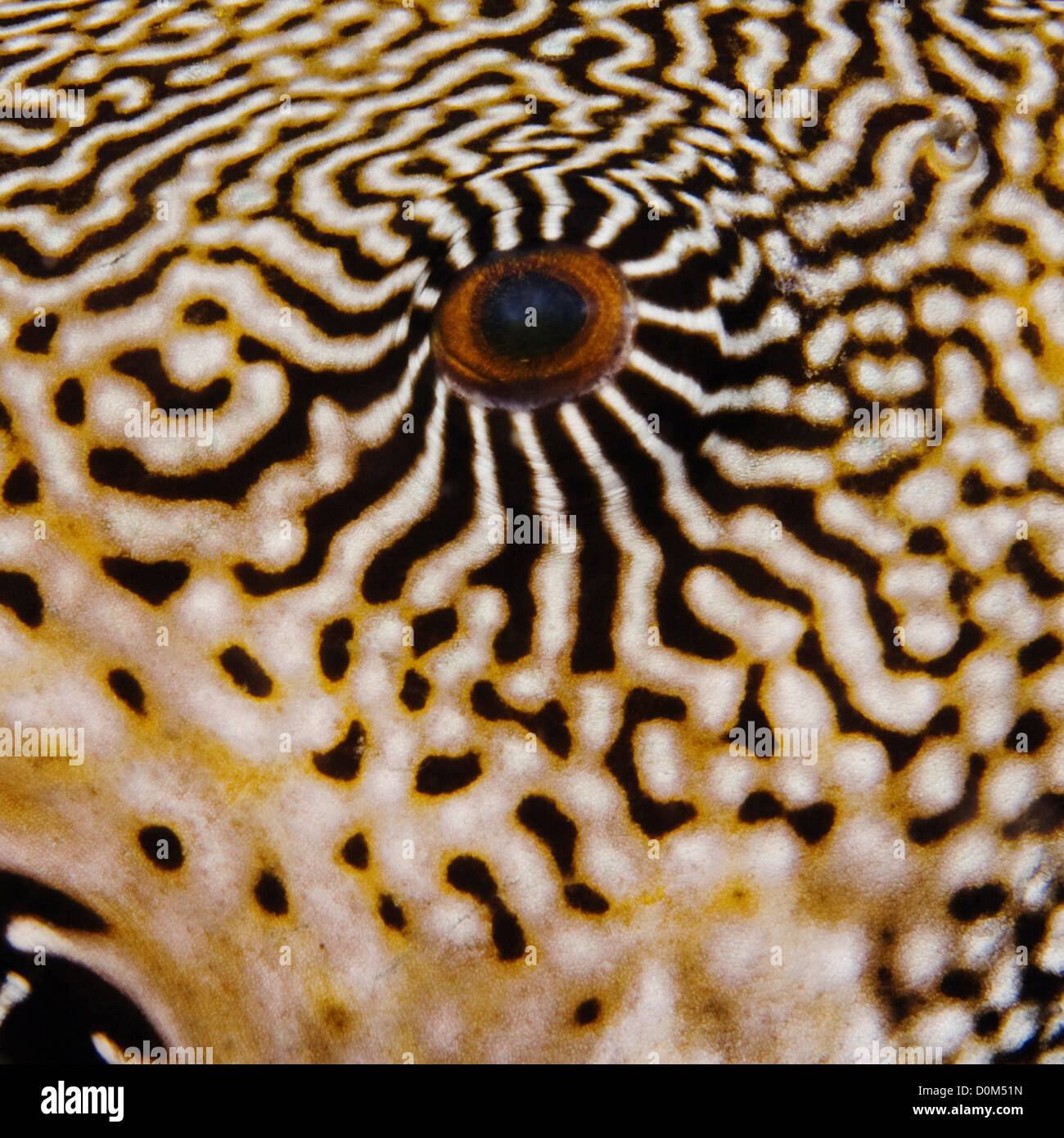 Close Up of Pufferfish Patterning and Eye Stock Photo - Alamy