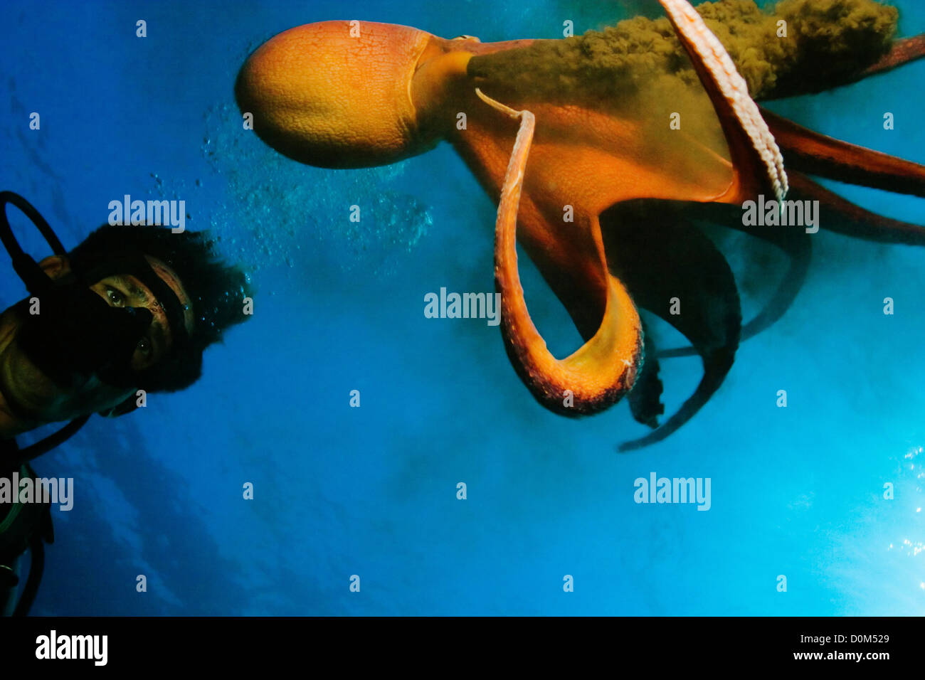 Diver Poses with a Day Octopus Stock Photo - Alamy