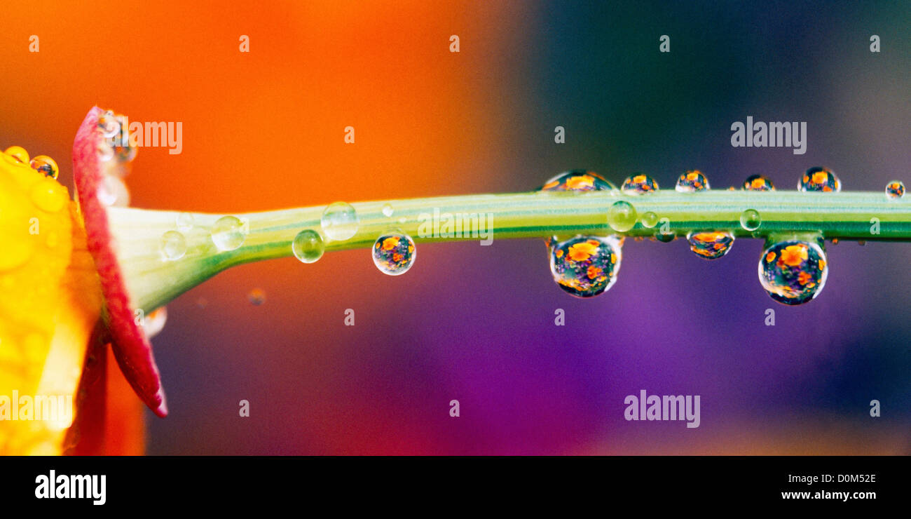 Water Drops Hanging from Poppy Stem Reflect the Poppy Stock Photo - Alamy