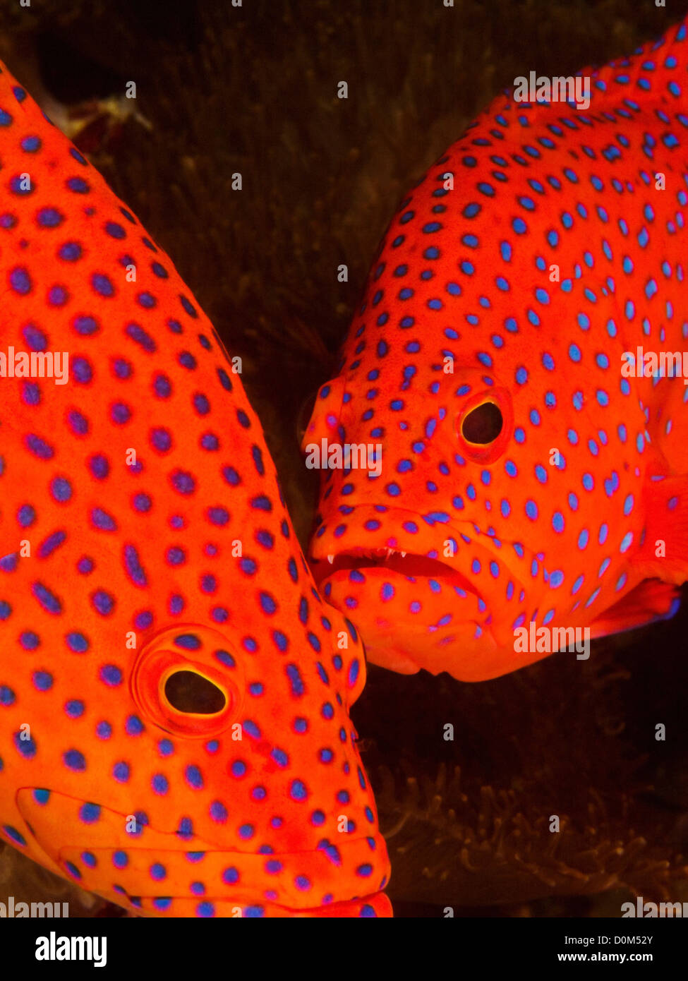 A Pair of Polka-Dotted Coral Cod Stock Photo - Alamy