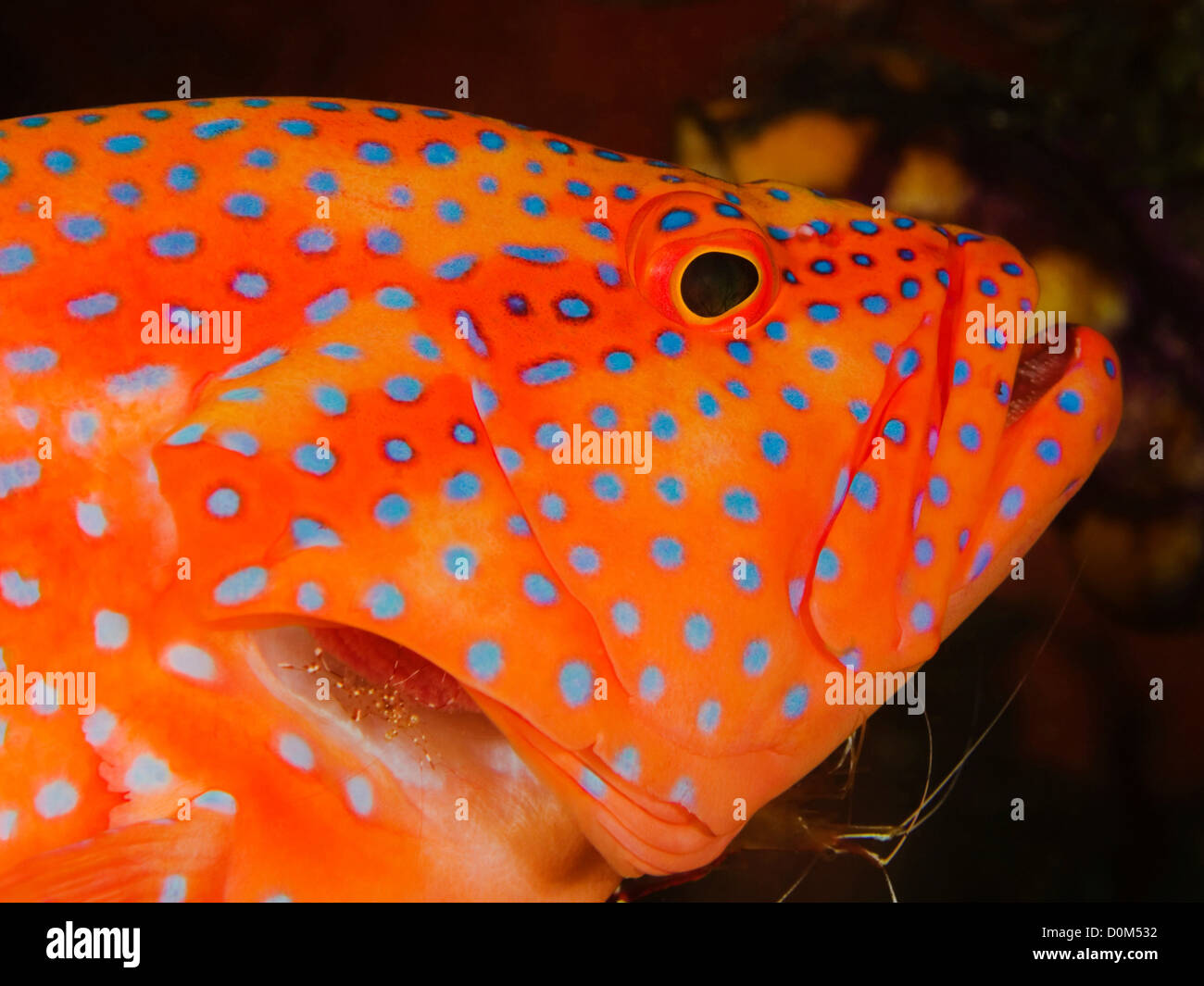 Coral Cod Flares Its Gills for a Cleaner Shrimp Stock Photo - Alamy