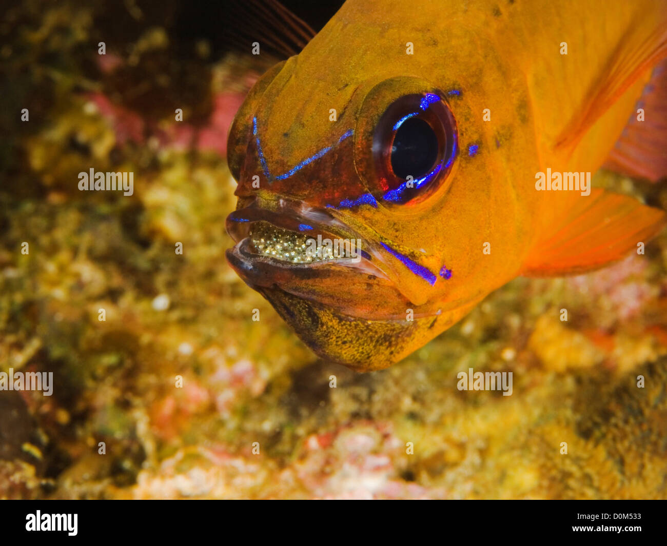 Incubate hi-res stock photography and images - Alamy
