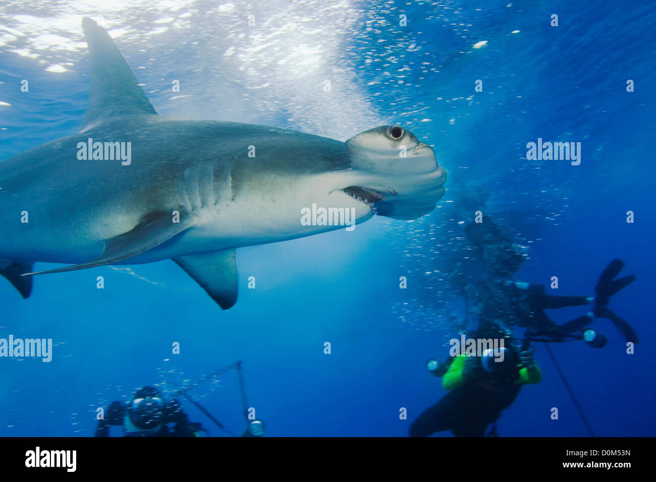 A Hammerhead Shark Attracts Some Attention Stock Photo - Alamy