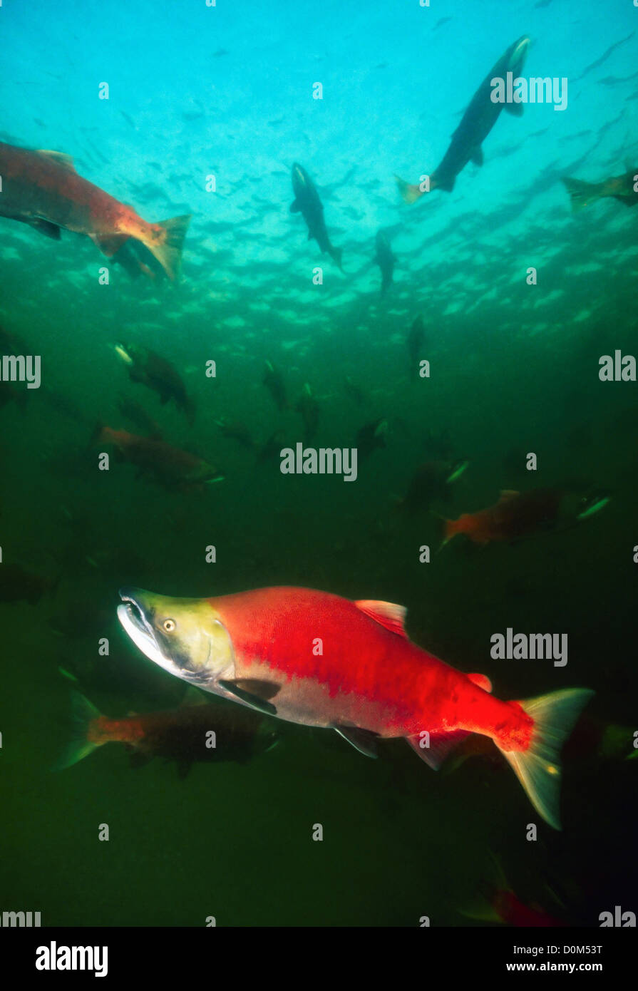 Spawning Sockeye Salmon Stock Photo - Alamy